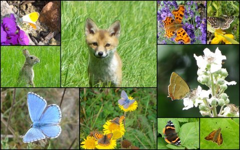 wildlife collage - North Barrow Hall